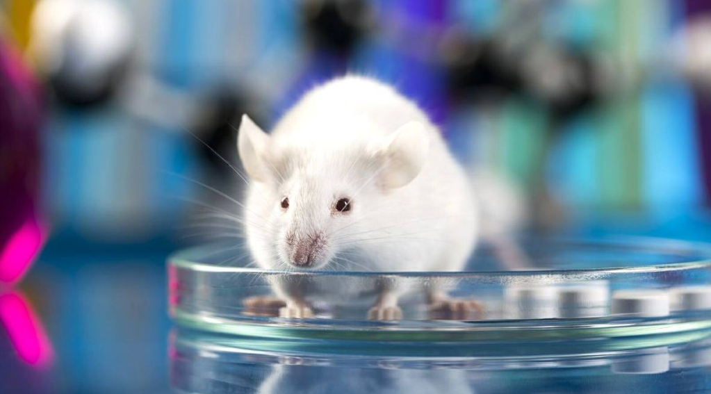The Ethics Of… Animal Experimentation | The Ethics Of